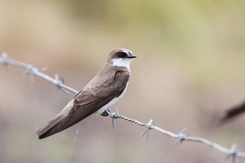 Banded Martin stock image. Image of migrant, band, wakkerstroom - 56854427