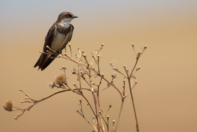 Banded Martin Sitting on a Dry Branch and Calling Its Mate Stock Image ...