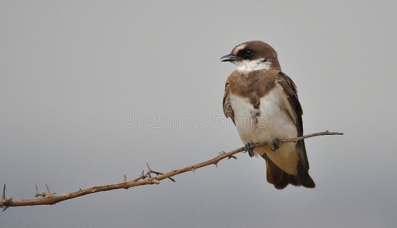 Banded Martin stock photo. Image of avian, wild, feather - 32251906
