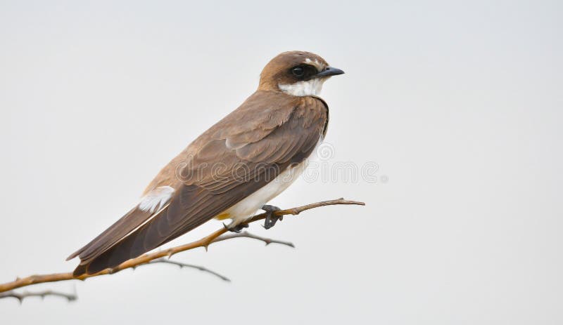 Banded Martin stock photo. Image of sing, swallow, banded - 56854114