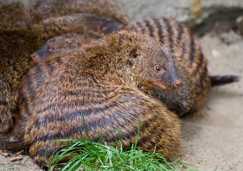 Banded Mongoose stock photo. Image of stripes, sleep - 10989946
