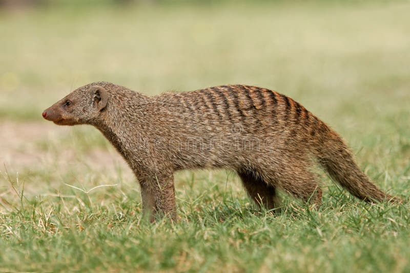 Banded mongoose stock photo. Image of animal, cute, nature - 1232634