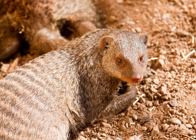 Banded Mongoose Baby Hides Under Mother for Protection Stock Photo ...