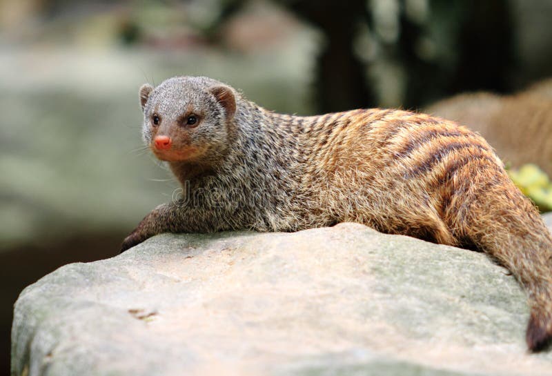 Banded mongoose stock photo. Image of animal, cute, nature - 1232634