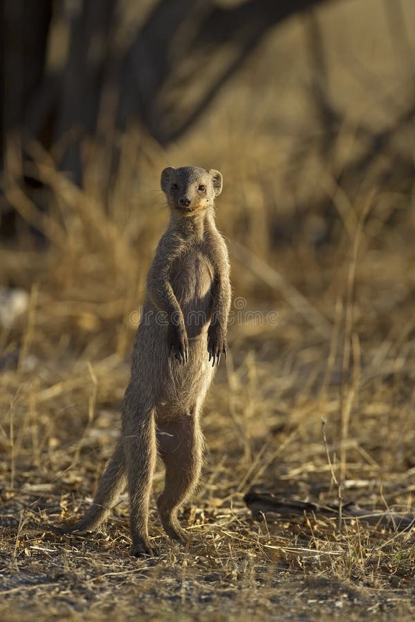 Yellow mongoose eating stock photo. Image of cute, mammal - 19194584