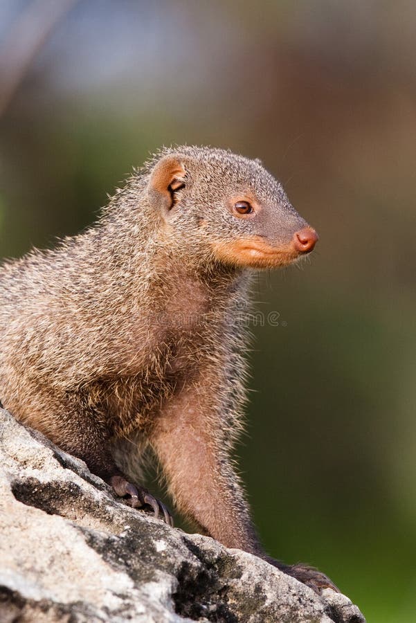 Banded mongoose stock photo. Image of sitting, africa - 22166810