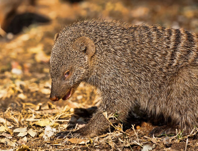Banded Mongoose stock photo. Image of omnivore, african - 22908116