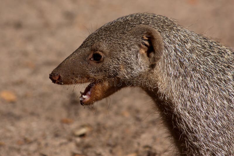 Yellow mongoose stock image. Image of outdoors, mammal - 22696299
