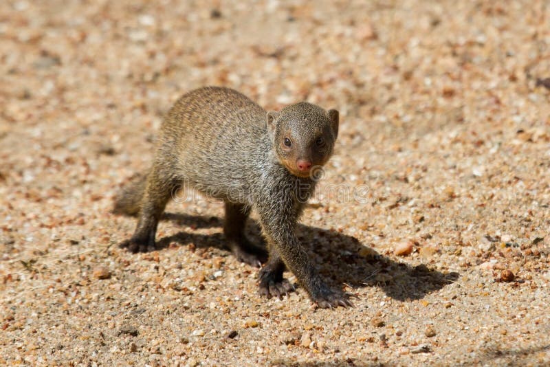 Banded Mongoose Baby Hides Under Mother for Protection Stock Photo ...