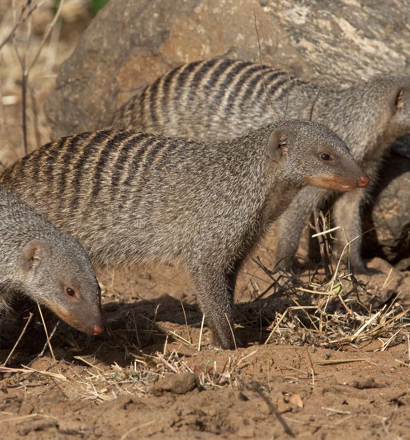 Banded Mongoose - Botswana stock image. Image of nature - 15392097