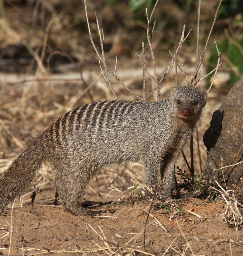 Banded Mongoose - Botswana stock photo. Image of mongoose - 23805998