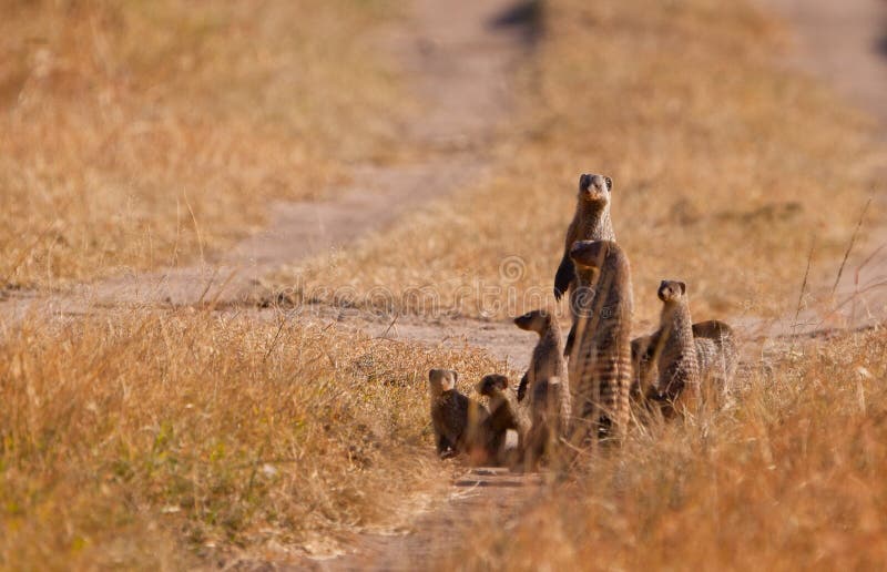 Red deer family stock image. Image of looking, resting - 11453209