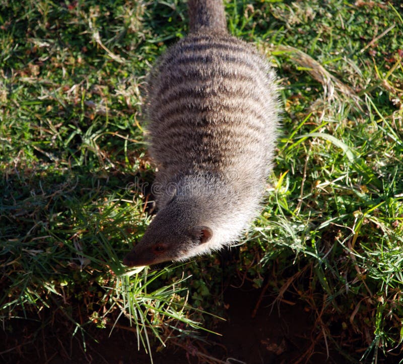 Banded Mongoose stock photo. Image of namibia, africa - 64479046