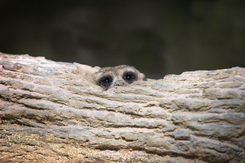 Banded mongoose head stock photo. Image of park, watchful - 12517644