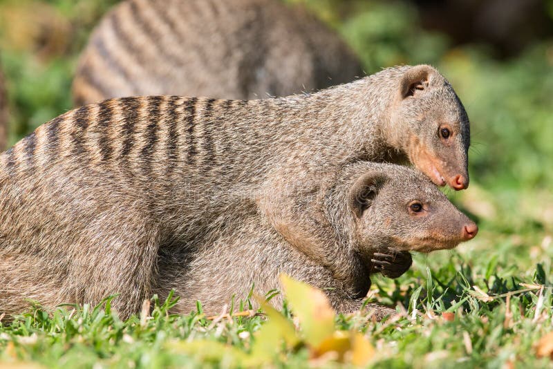 Banded mongoose hug stock image. Image of hugging, mongoose - 85665939
