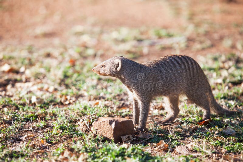 Banded Mongoose in Late Afternoon Light Stock Photo - Image of outdoor ...