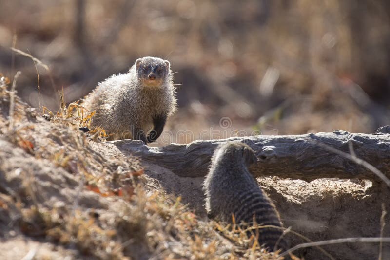 Banded Mongoose is a Lookout on Tree Stump Stock Photo - Image of fauna ...