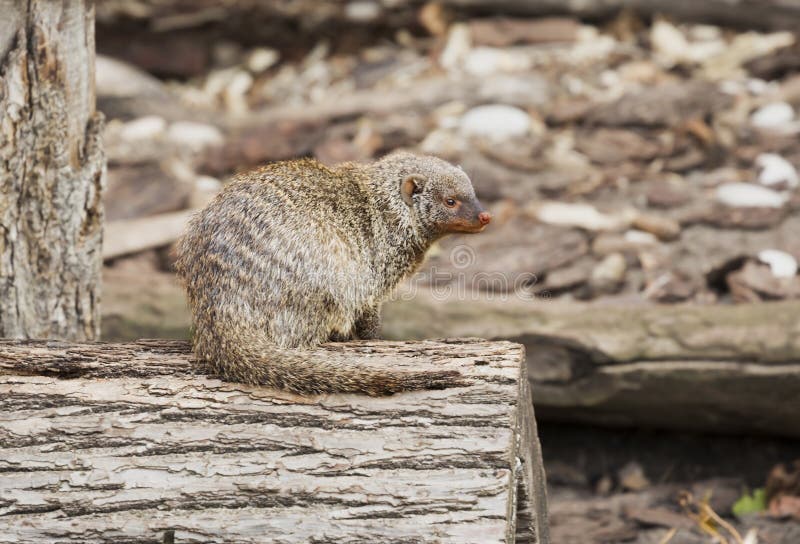Banded mongoose. stock photo. Image of color, animal - 128936760