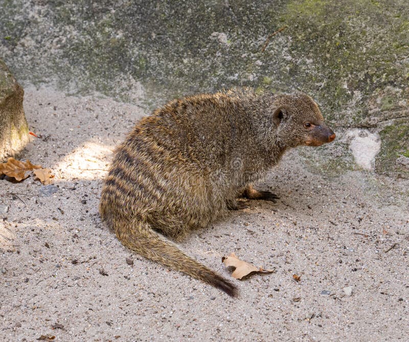 143 African Mongoose Eating Stock Photos - Free & Royalty-Free Stock ...