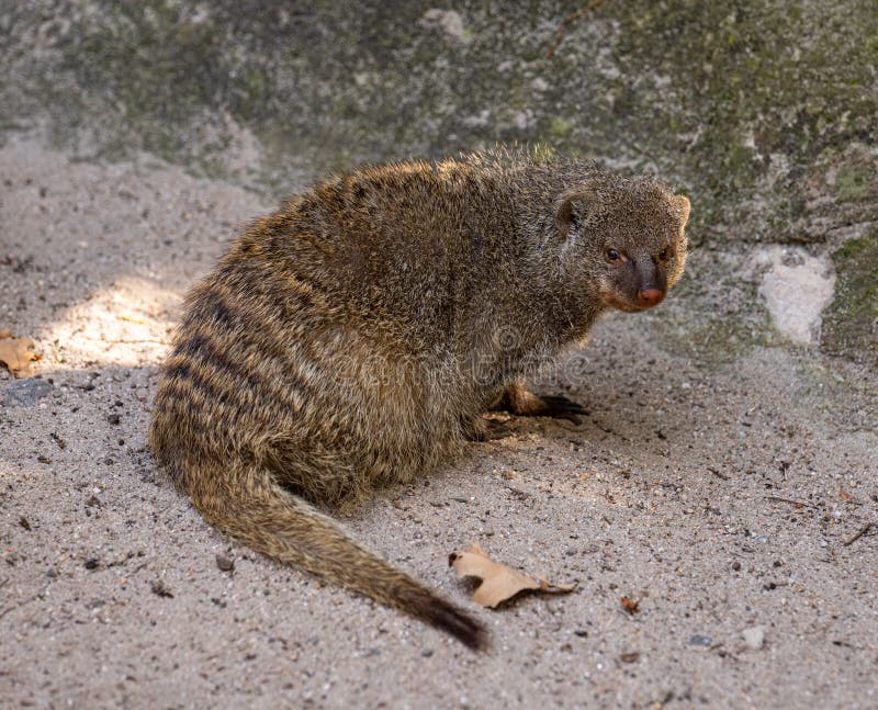 143 African Mongoose Eating Stock Photos - Free & Royalty-Free Stock ...