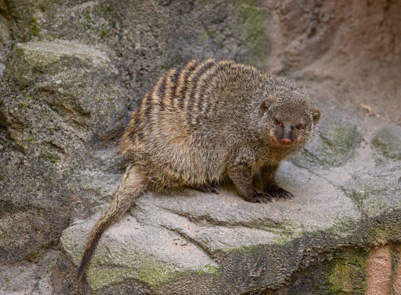 143 African Mongoose Eating Stock Photos - Free & Royalty-Free Stock ...