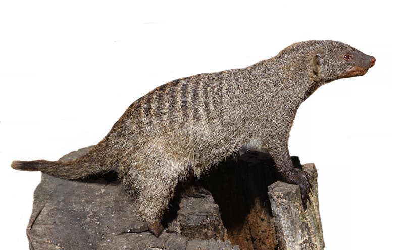 Banded Mongoose Mungos Mungo. Portrait Stock Image - Image of rock ...