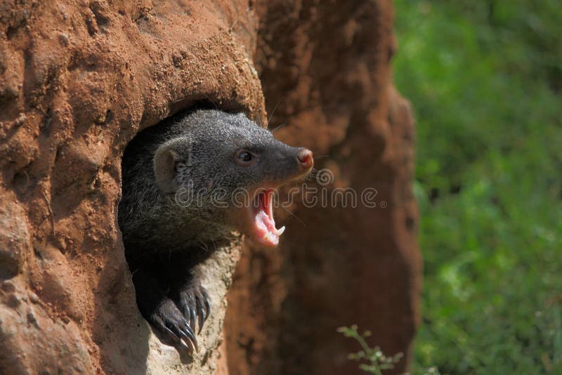 Honey Badger Vs Mongoose