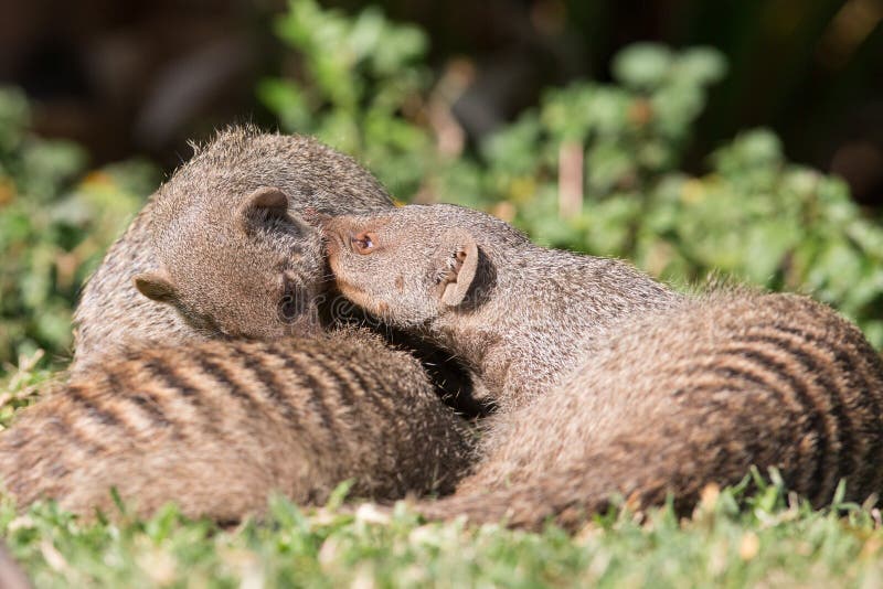Banded mongoose playing stock photo. Image of banded - 85665920