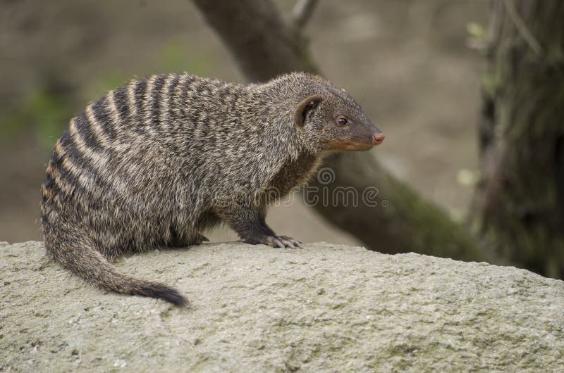 Banded mongoose stock photo. Image of mungos, mammal - 94175102