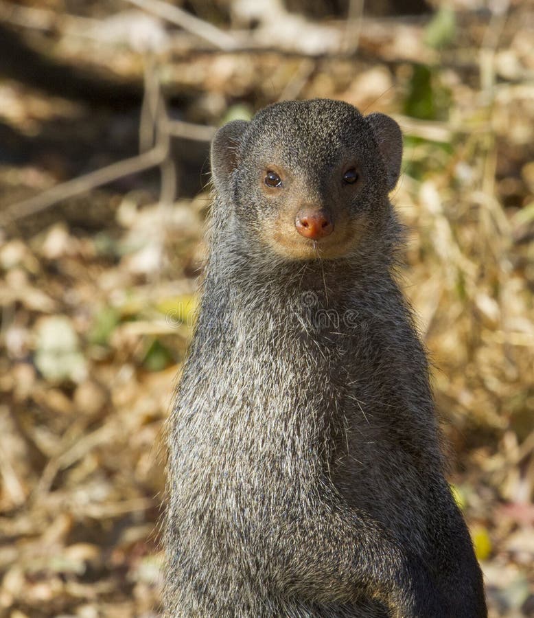 Banded Mongoose stock photo. Image of national, furry - 55556824