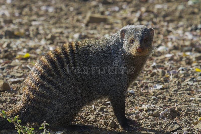 White-tailed Mongoose in Kenyan Savanna. Stock Photo - Image of ...