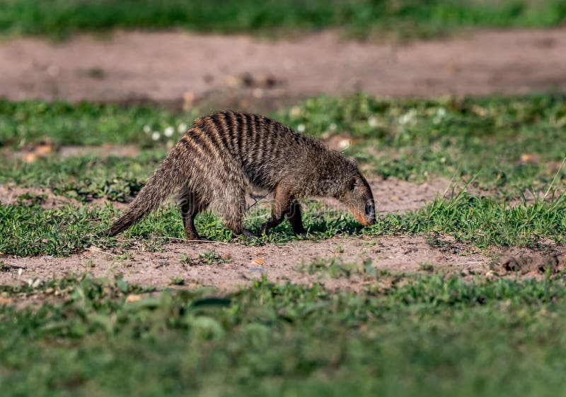 Banded Mongoose Sniffing for Food in Kenya Stock Photo - Image of kenya ...