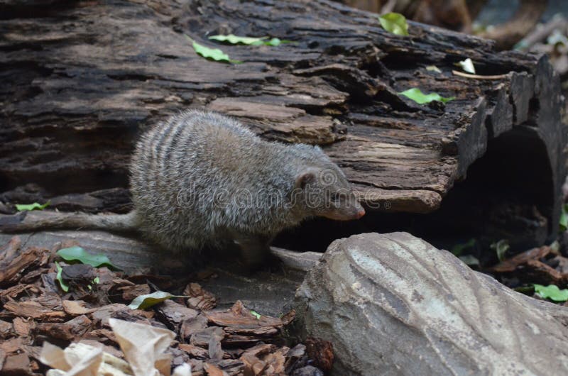 Banded Mongoose with Striping on His Back Stock Photo - Image of ...
