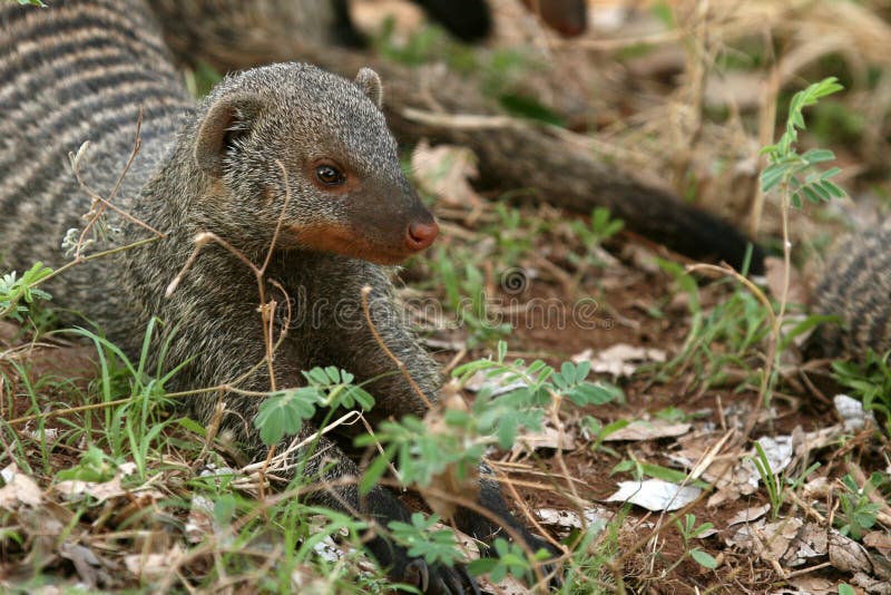 Water Mongoose stock image. Image of marsh, animal, outdoor - 18389763
