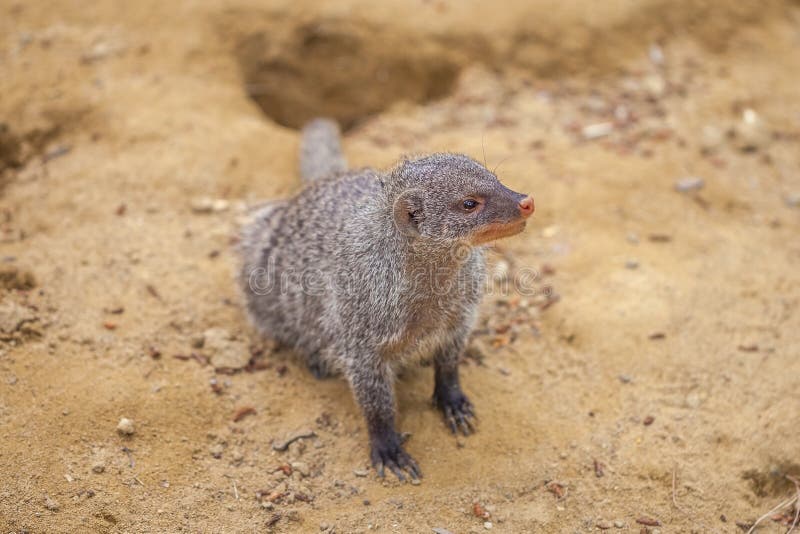 Banded Mongoose at the Tbilisi Zoo, Animal Stock Image - Image of ...