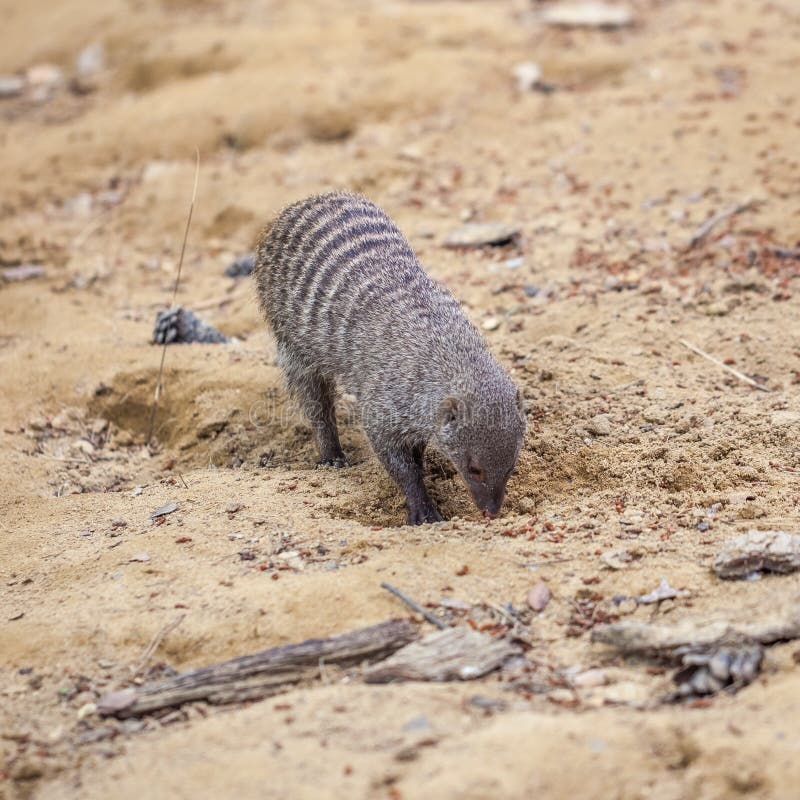 Banded Mongoose at the Tbilisi Zoo, Animal Stock Photo - Image of ...