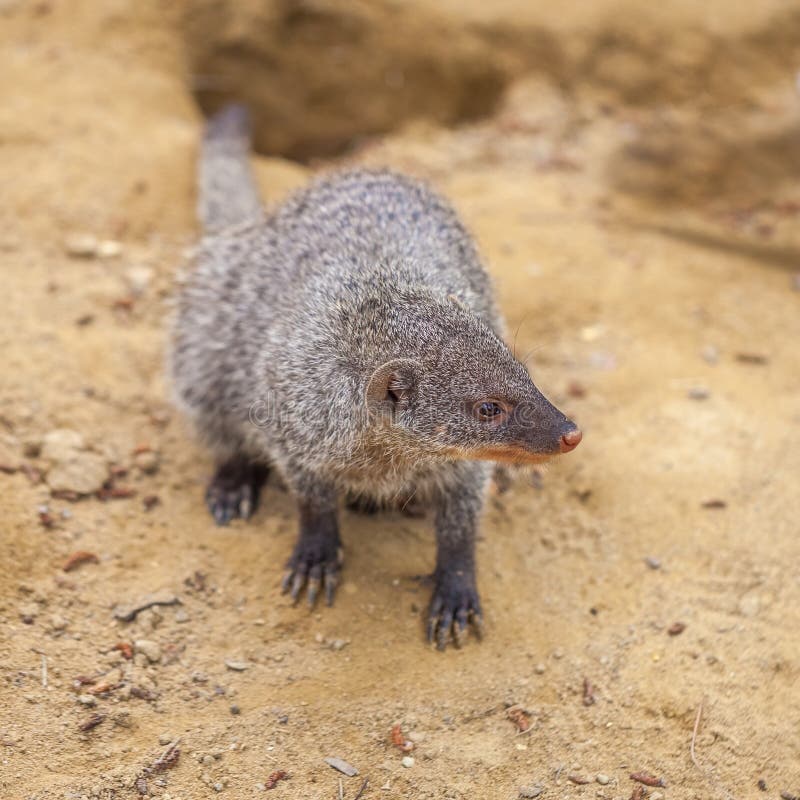 Banded Mongoose at the Tbilisi Zoo, Animal Stock Image - Image of mungo ...