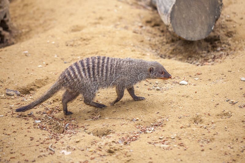Banded Mongoose at the Tbilisi Zoo, Animal Stock Image - Image of mungo ...