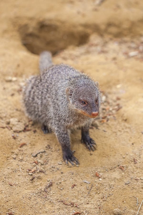 Banded Mongoose at the Tbilisi Zoo, Animal Stock Image - Image of ...