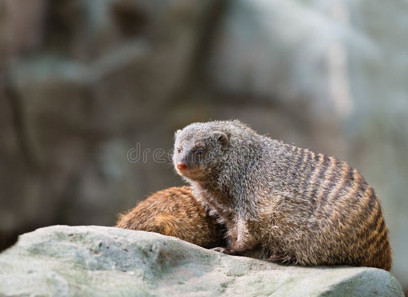 Banded mongoose stock photo. Image of mammal, social - 32305360