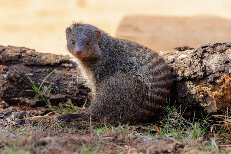 Banded Mongoose in the Wild, South Africa Stock Photo - Image of nature ...