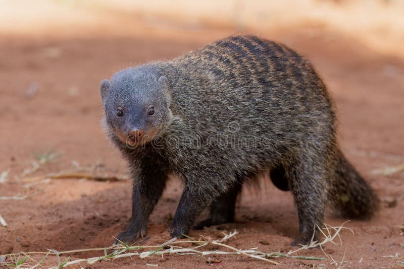 Banded Mongoose in the Wild, South Africa Stock Photo - Image of fauna ...