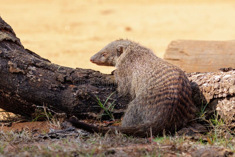 Banded Mongoose in the Wild, South Africa Stock Image - Image of nature ...