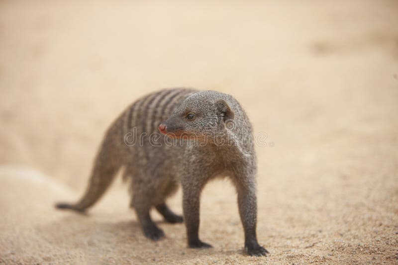 Zebramanguste Mungos Stock Photos - Free & Royalty-Free Stock Photos ...
