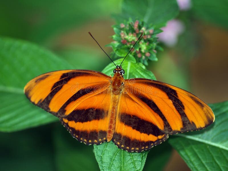 Banded orange butterfly stock photo. Image of dryadula - 1081890