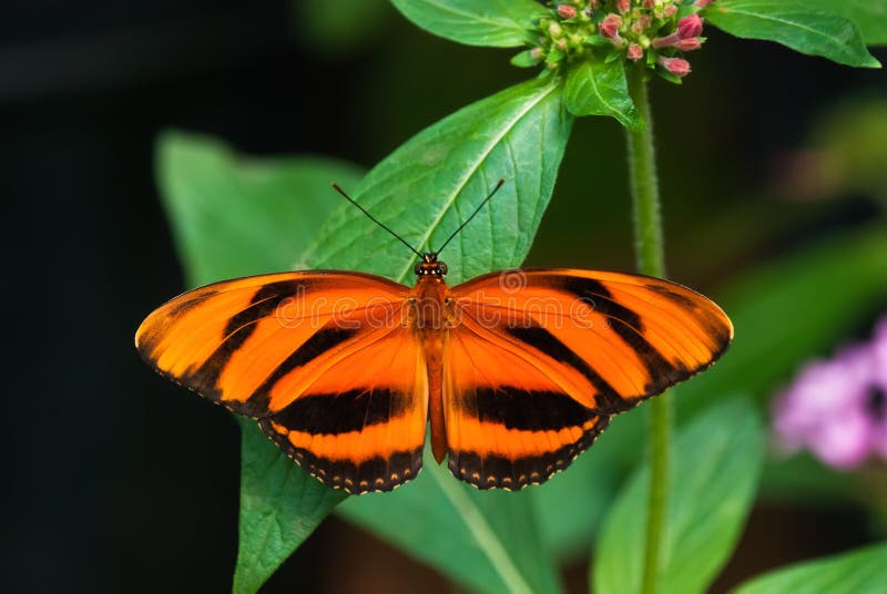 Banded Orange Butterfly (Dryadula Phaetusa) Stock Photo - Image of ...