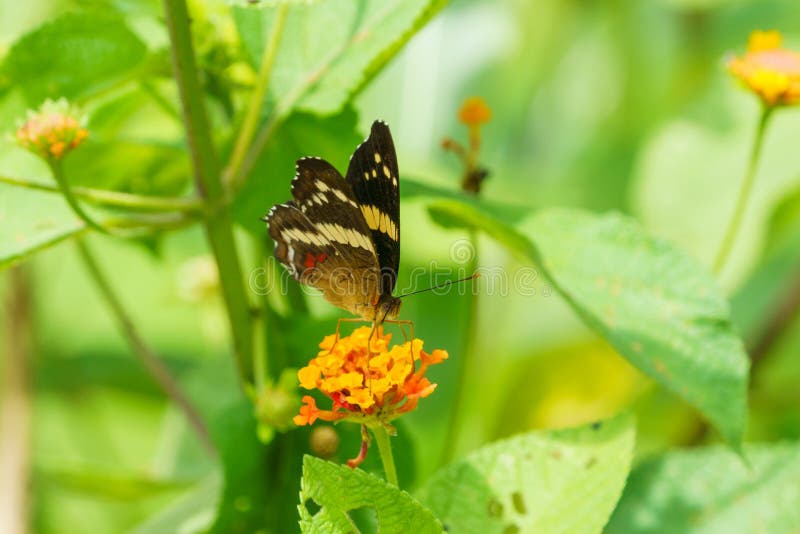 Banded Peacock Butterfly (Papilio Palinurus Stock Photo - Image of ...