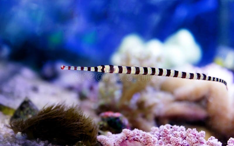 Banded Pipefish - Doryrhamphus Dactylophorus Stock Photo - Image of ...