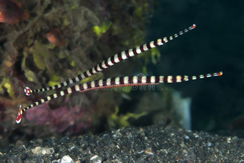 Yellow banded pipefish stock image. Image of banded, tropical - 29959957