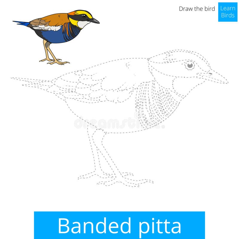 Banded Pitta Bird Learn To Draw Vector Stock Vector - Illustration of ...